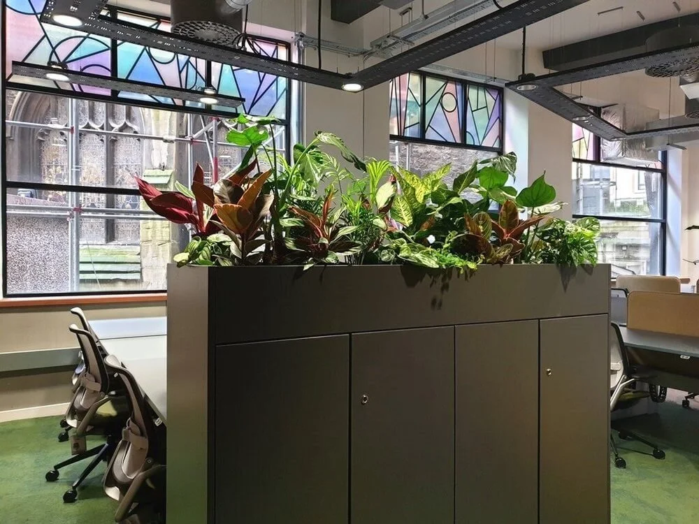 Indoor Plant Hire For Offices - PlantCare
