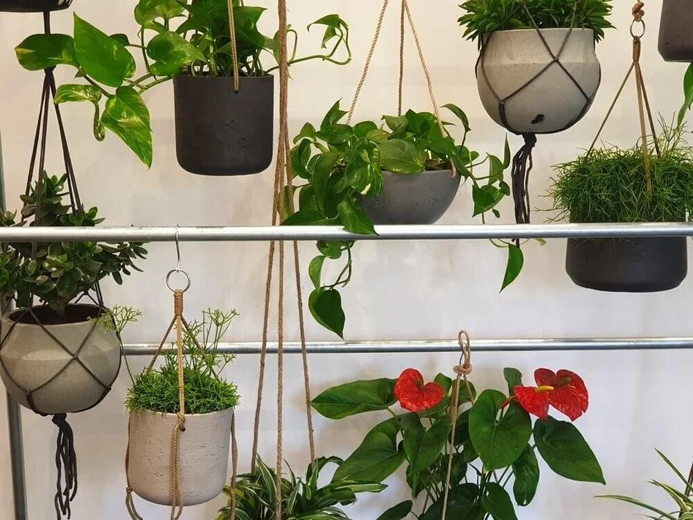 Indoor Plant Hire For Offices - PlantCare