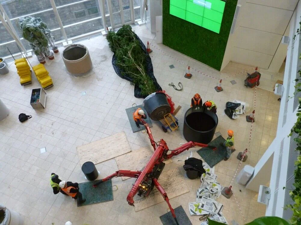 Indoor Trees For Your Office - PlantCare