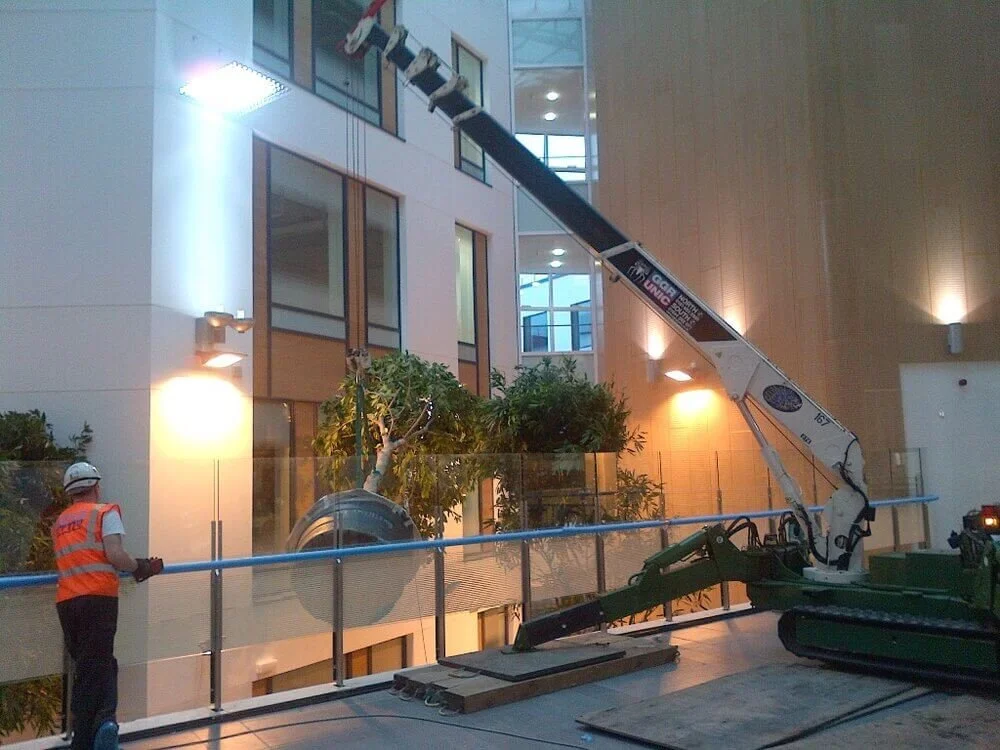 Indoor Trees For Your Office - PlantCare