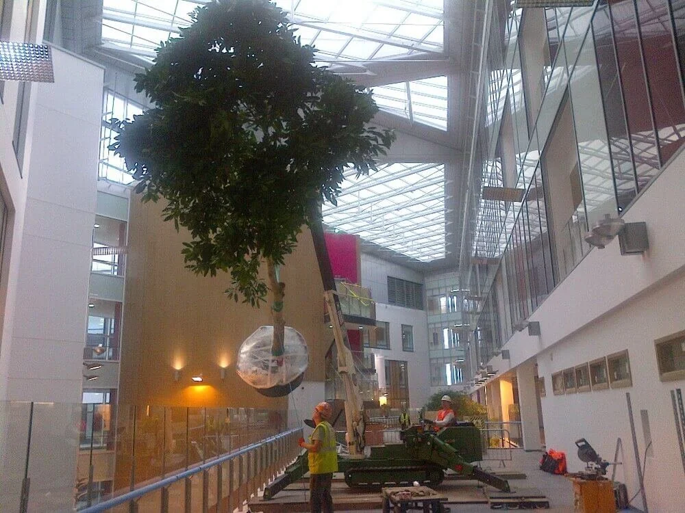 Indoor Trees For Your Office - PlantCare