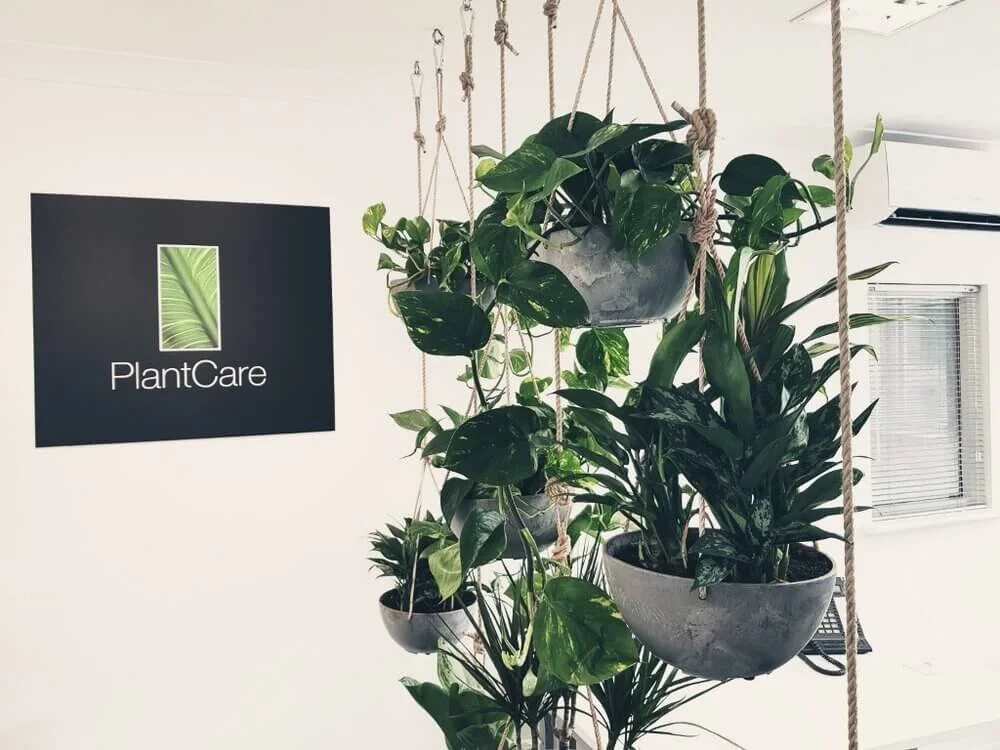 Wall Plants For Offices - PlantCare