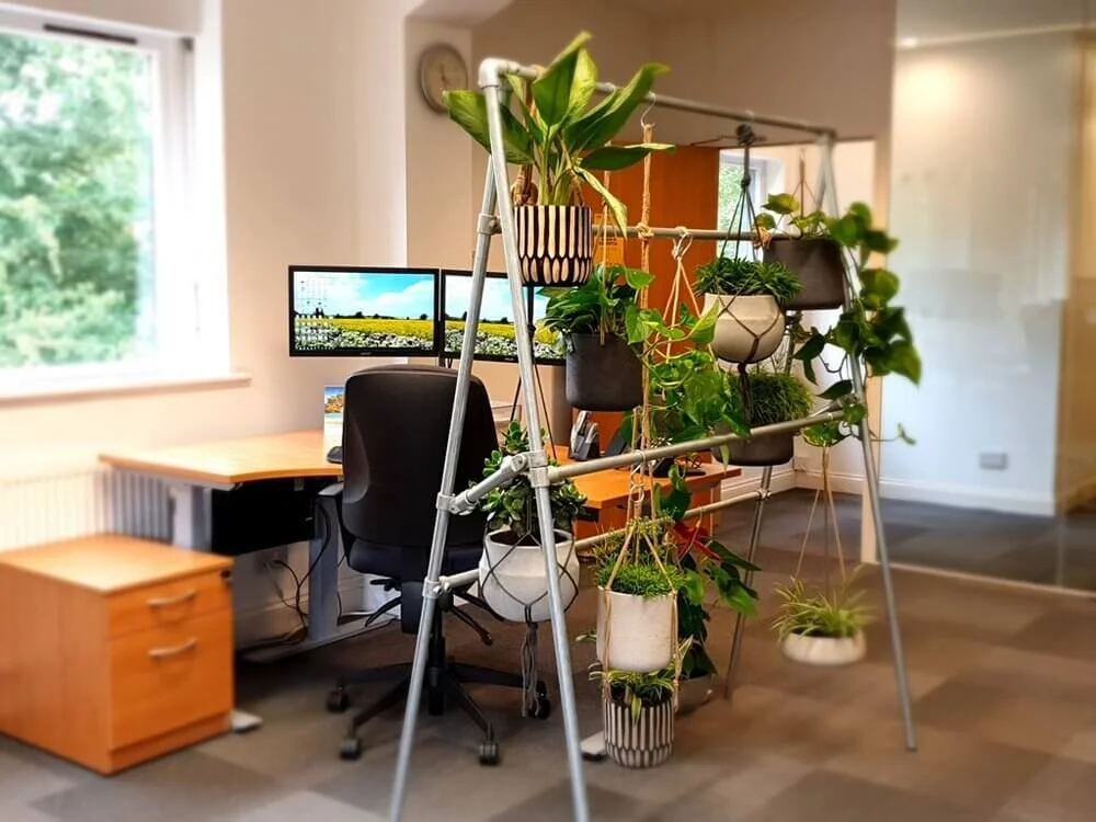 Wall Plants For Offices - PlantCare