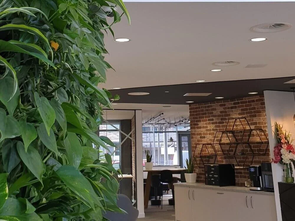 Wall Plants For Offices - PlantCare