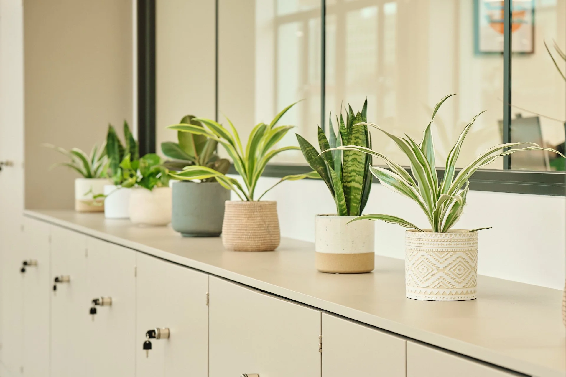 How Much Do Plants Cost PlantCare