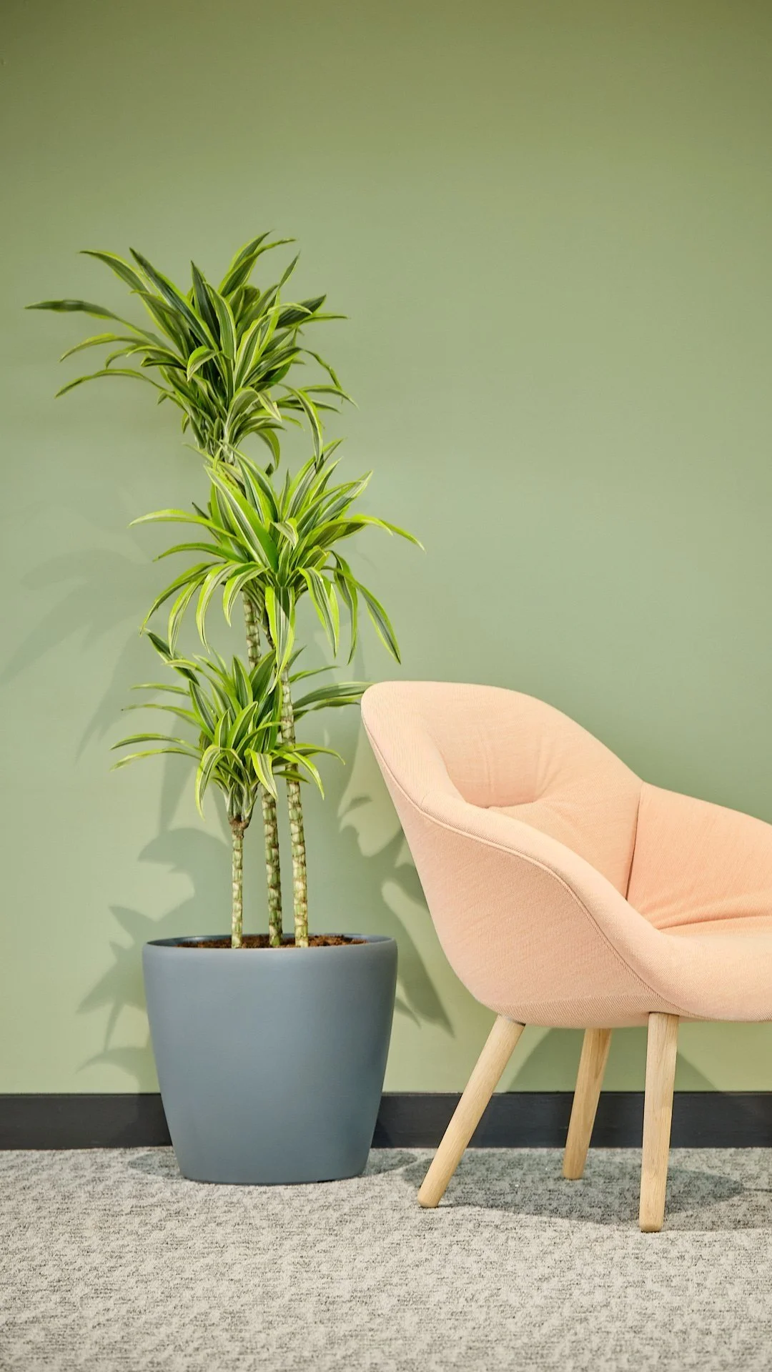 Plant Spotlight - Dracaena Fragrans — PlantCare