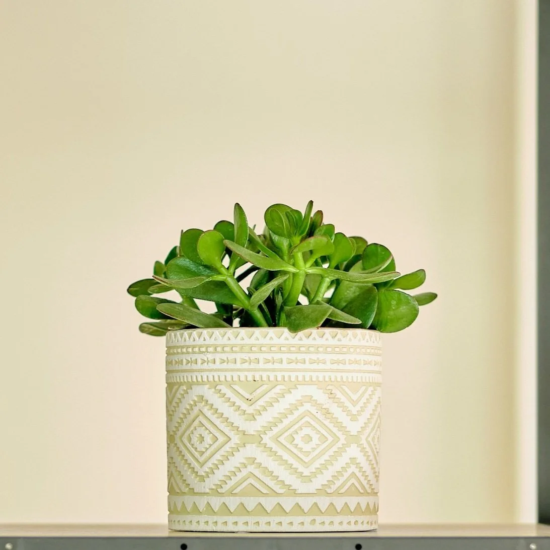 How much do plants cost? - PlantCare