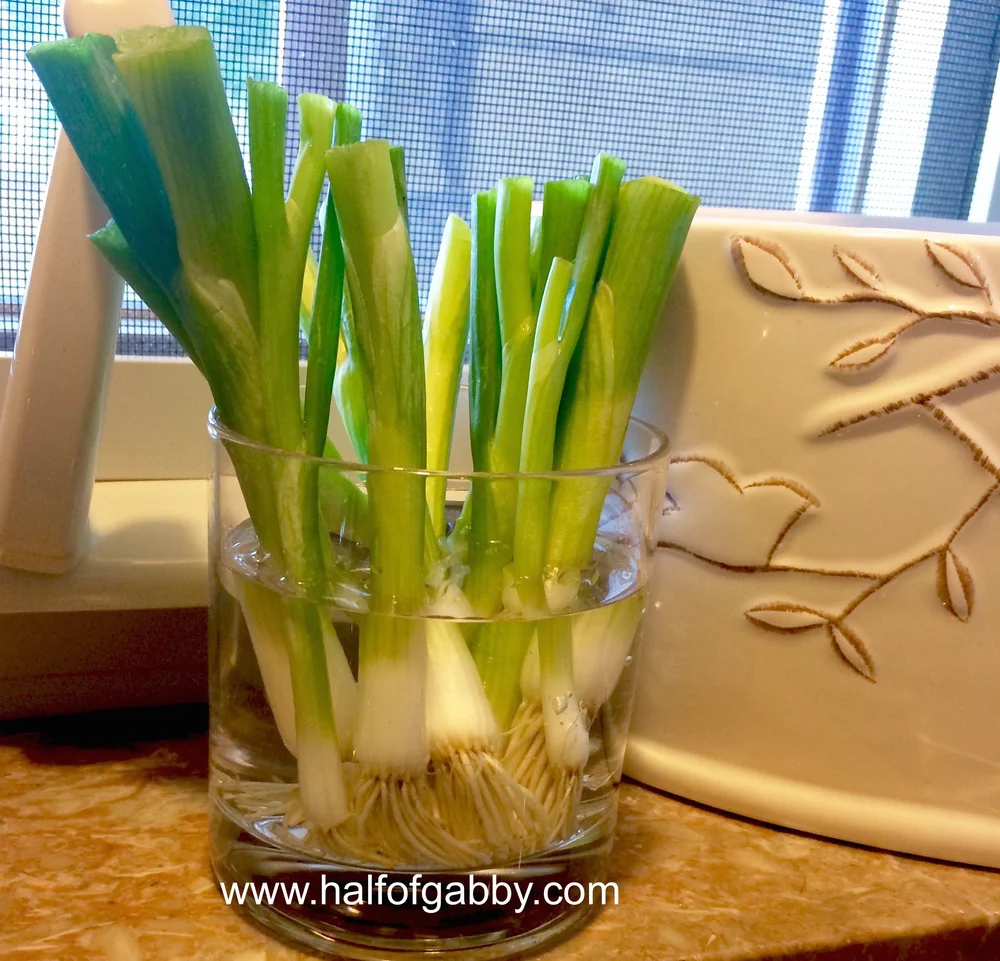 How To Grow Green Onions in Water! — Half of Gabby