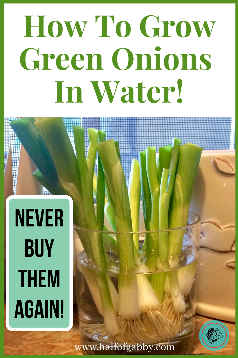 How To Grow Green Onions in Water! — Half of Gabby