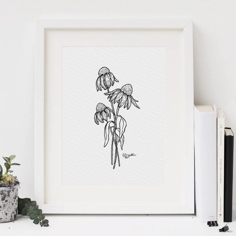 Purple Coneflower Drawing