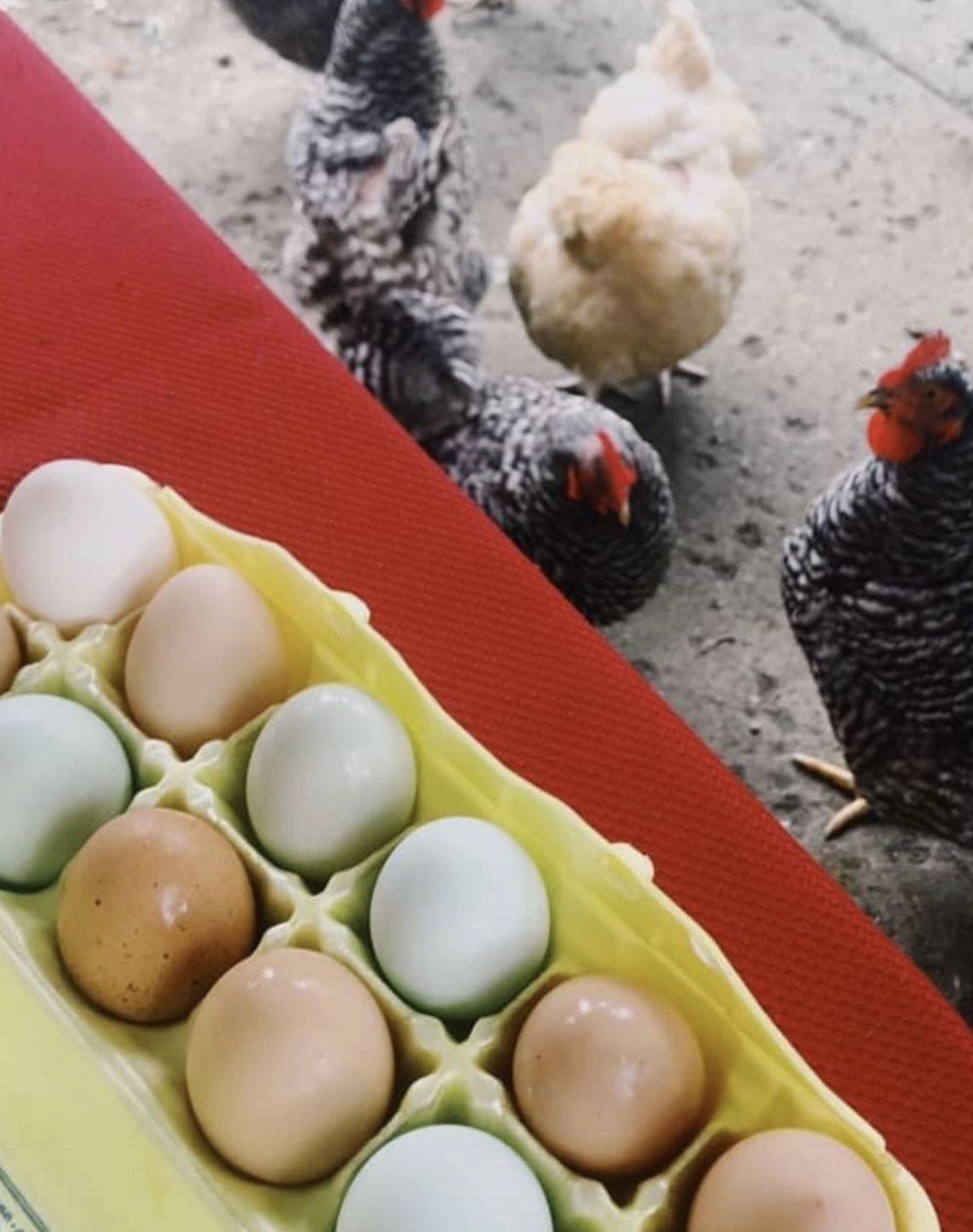 Open Farm Days — Harrison Farm