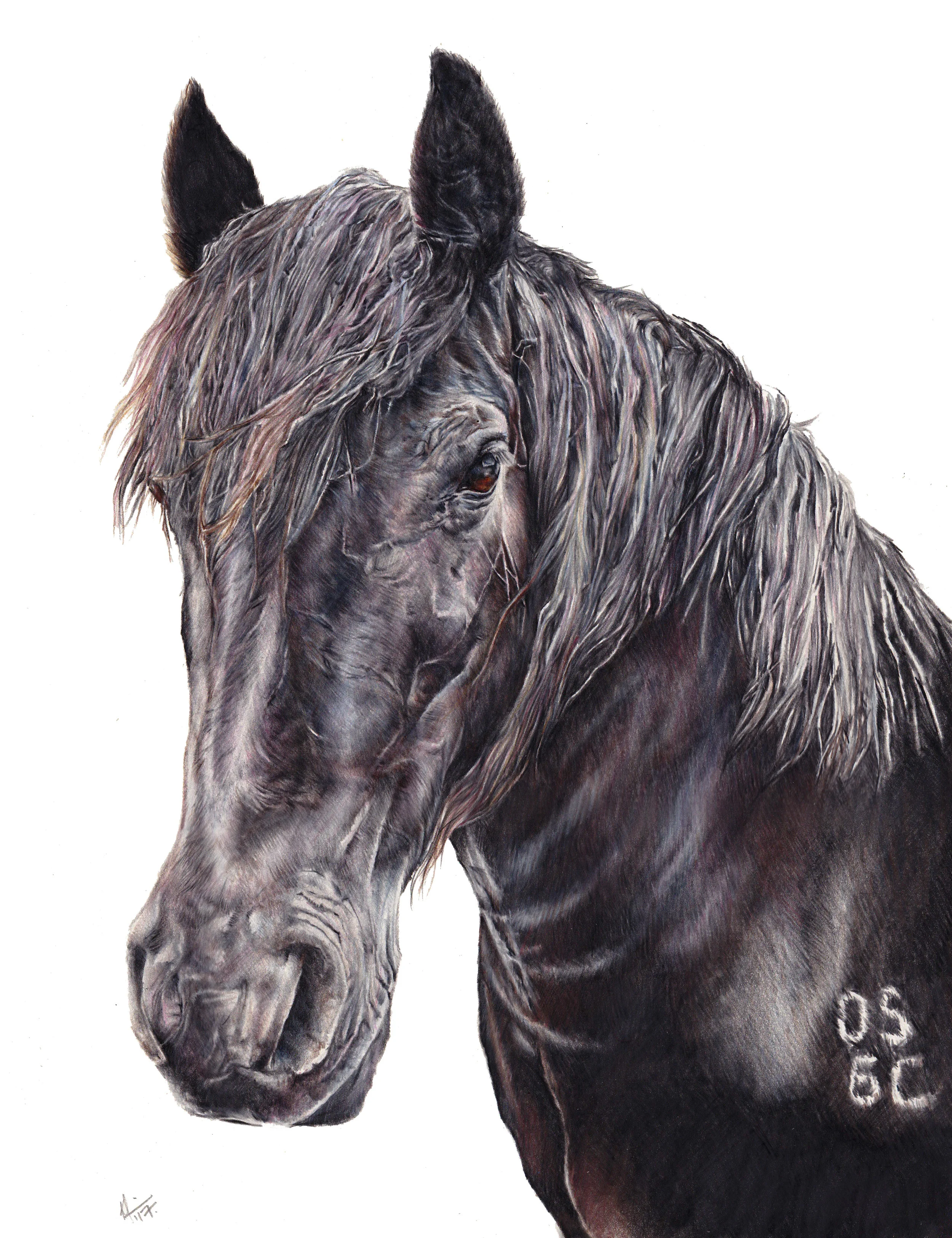 Pet Portrait & Commissions by Fine Artist Kate Simpson — Kate Simpson ...