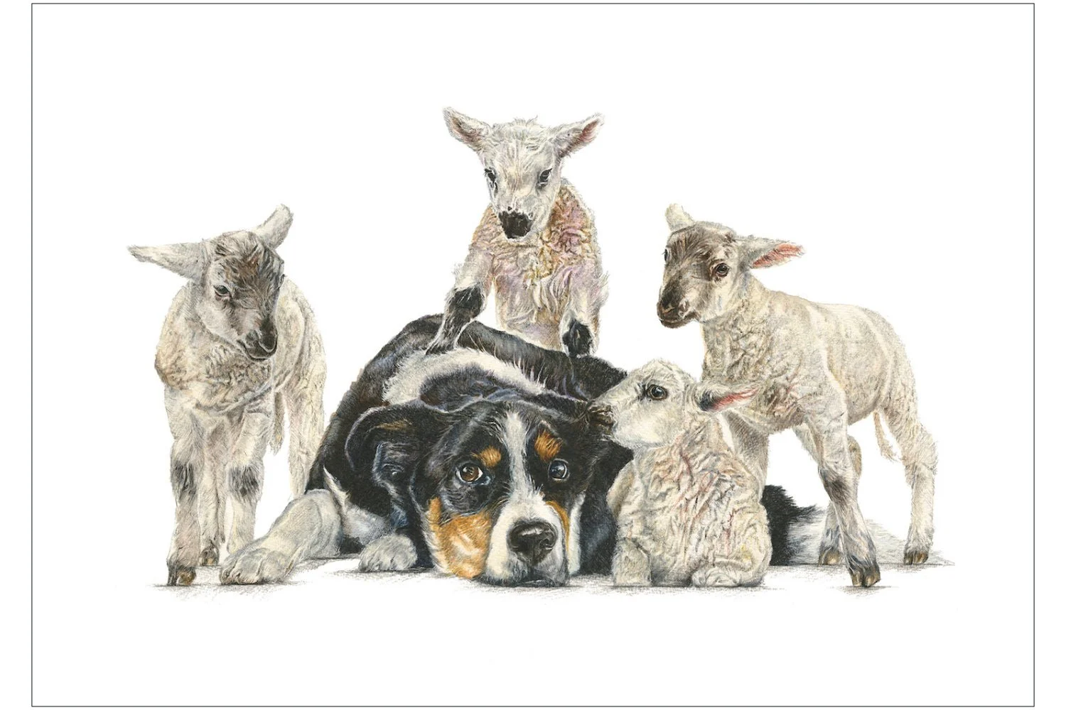 Limited Edition Print - Stand Off — Kate Simpson | Farm Animal, Pet ...