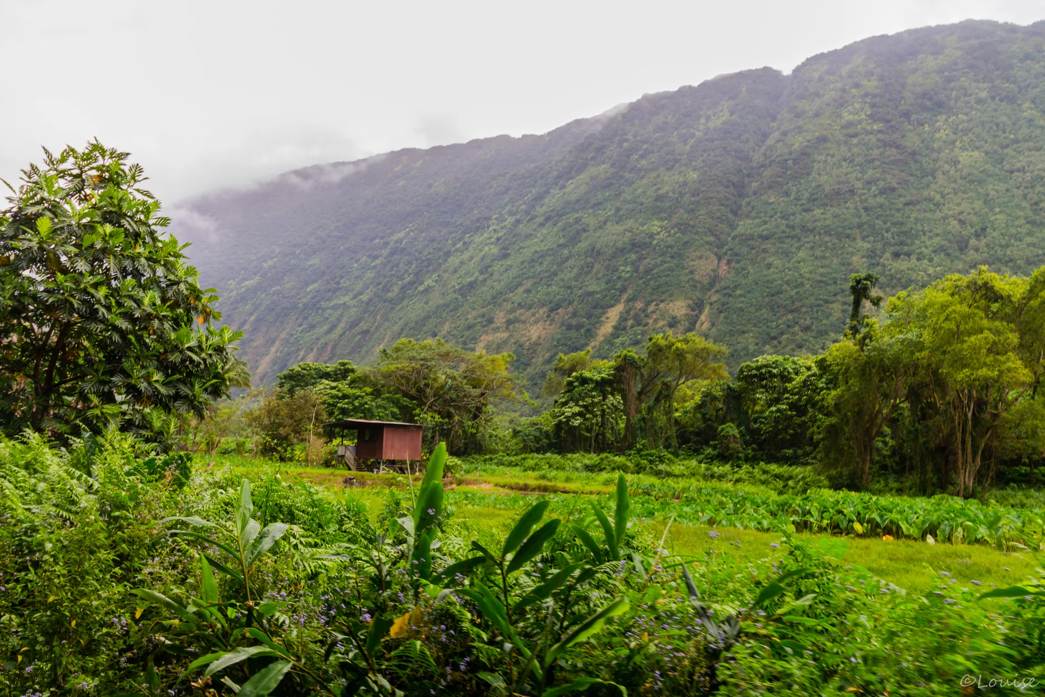 Big Island Hawaii — Louise Trotter