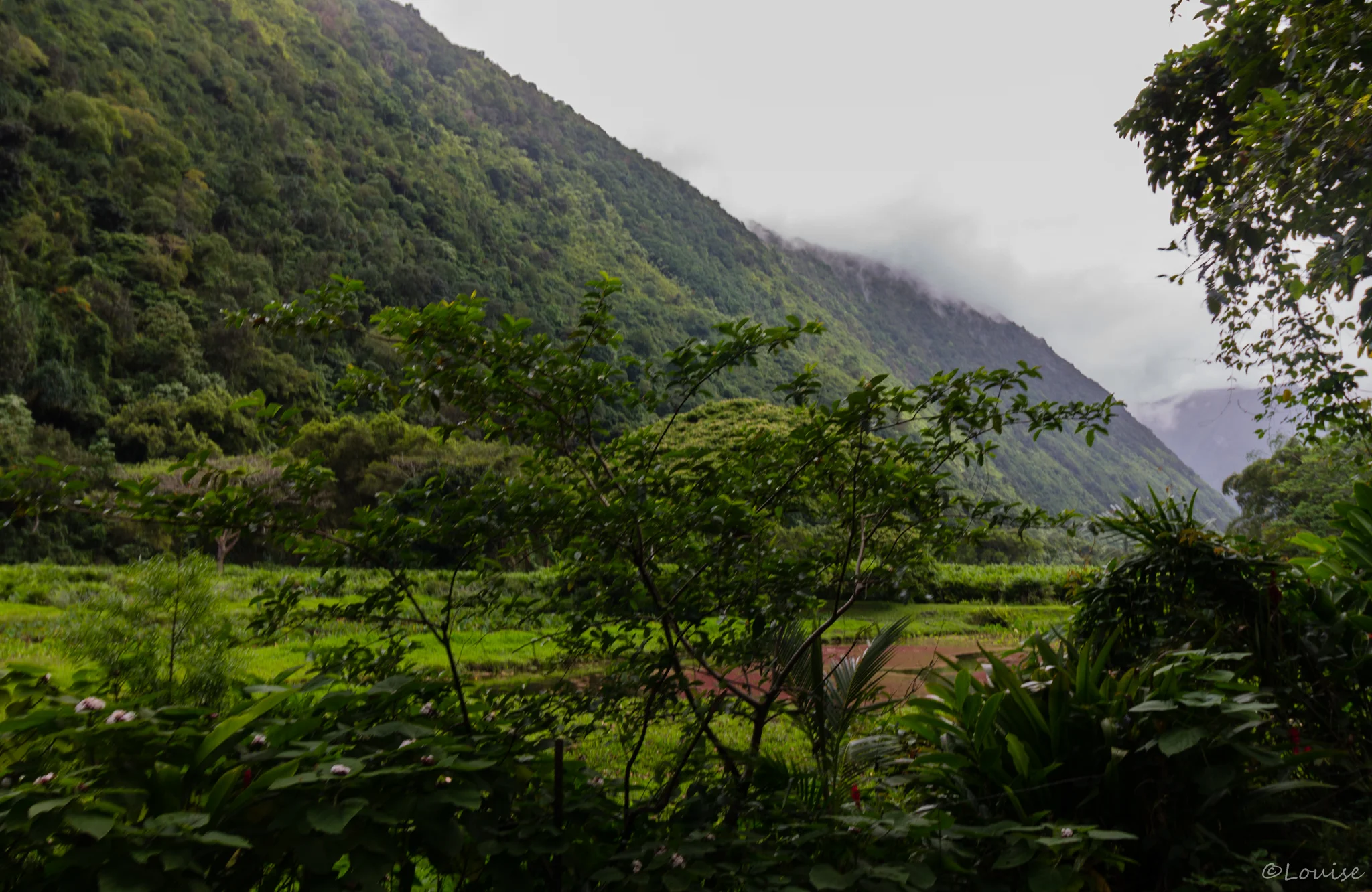 Big Island Hawaii — Louise Trotter