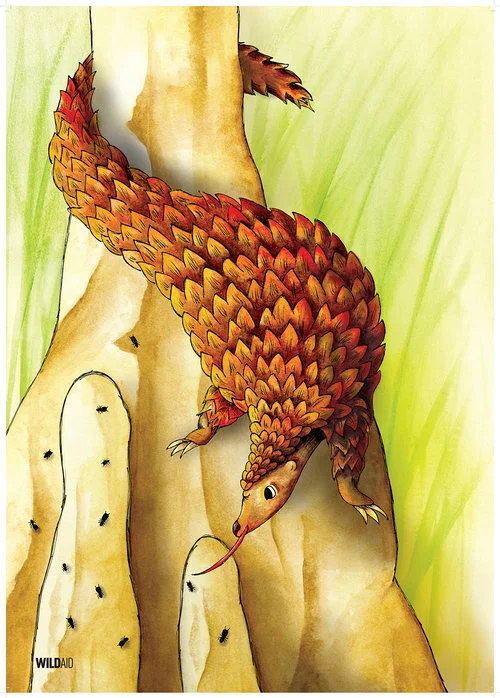 WILDAID PANGOLIN POSTERS creative direction for Inktank — Amy Johnson