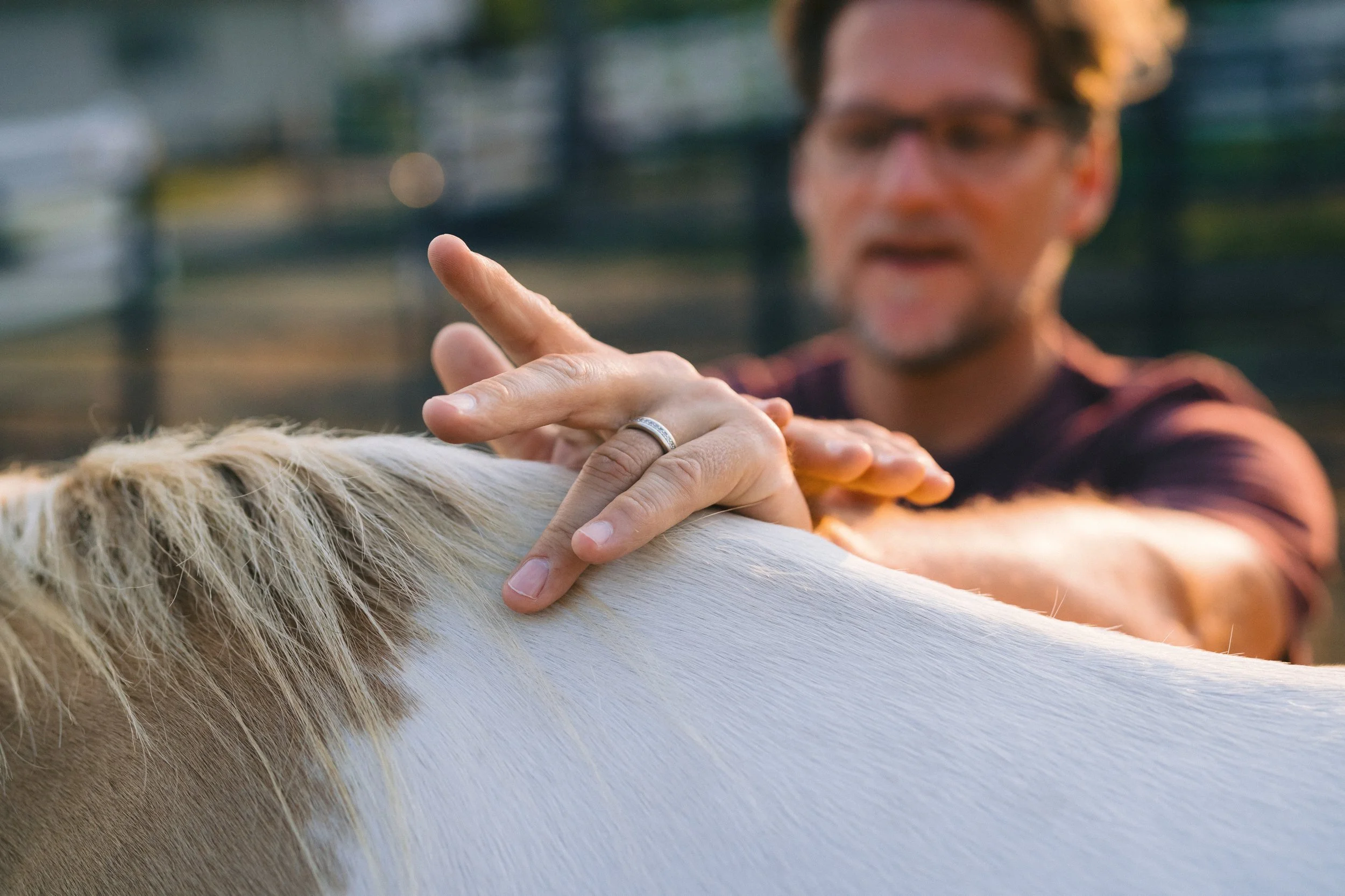 Animal Chiropractic Dr Paul Perreault