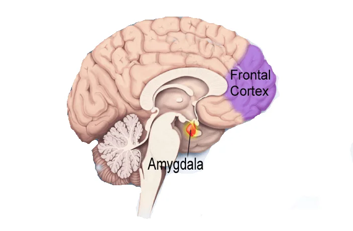 Prefrontal Cortex And Amygdala