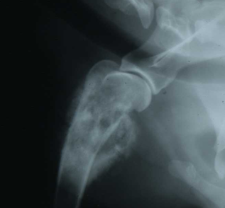 Soft Tissue Surgery — Athens Veterinary Surgery Center