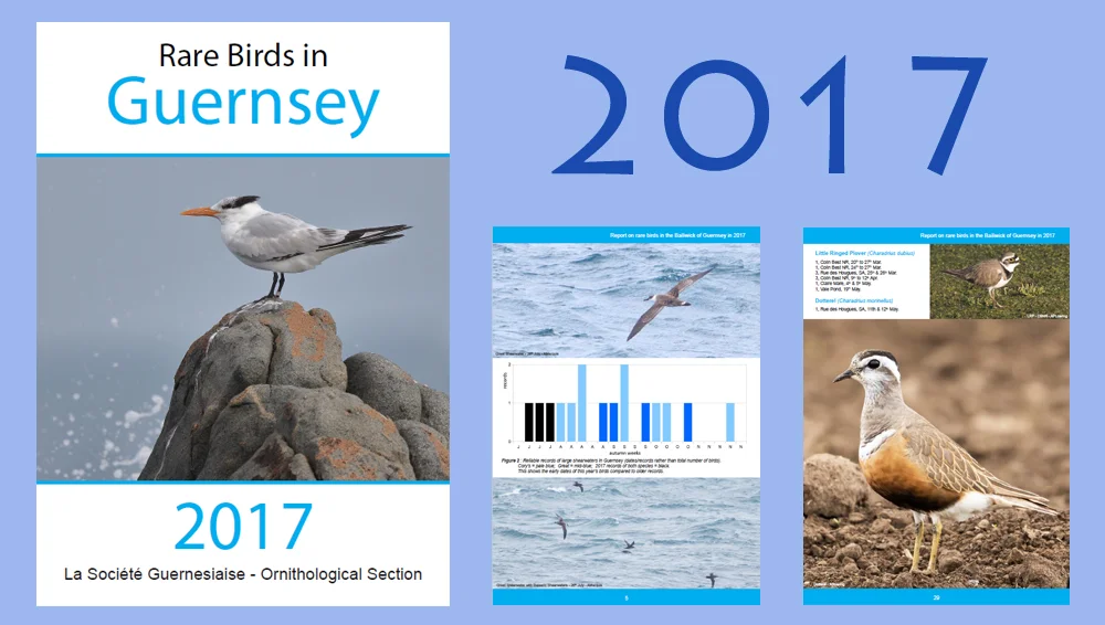 GUE RARITY REPORTS — Just A Bird