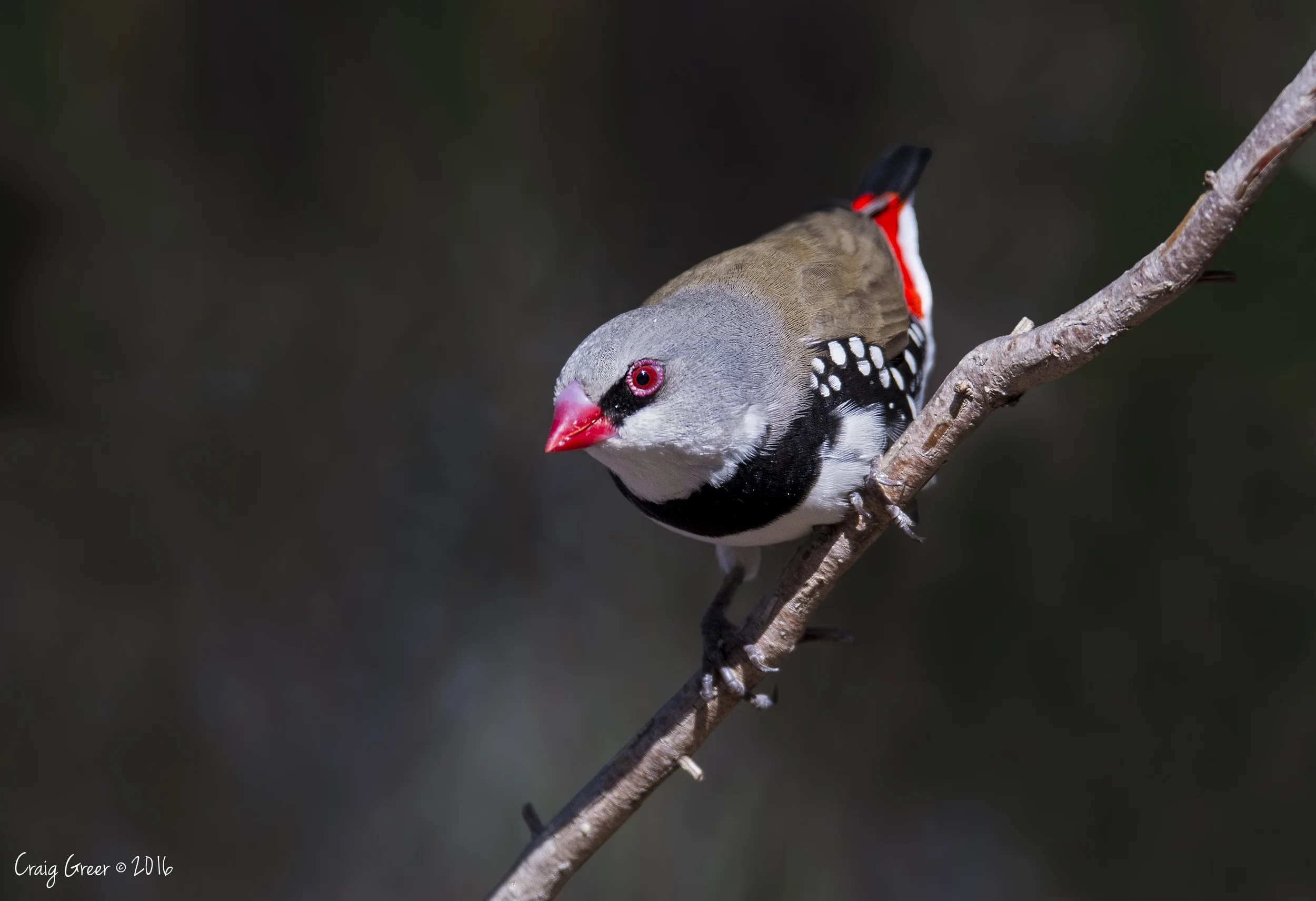 Birds of the bush — CRAIG GREER PHOTOGRAPHY