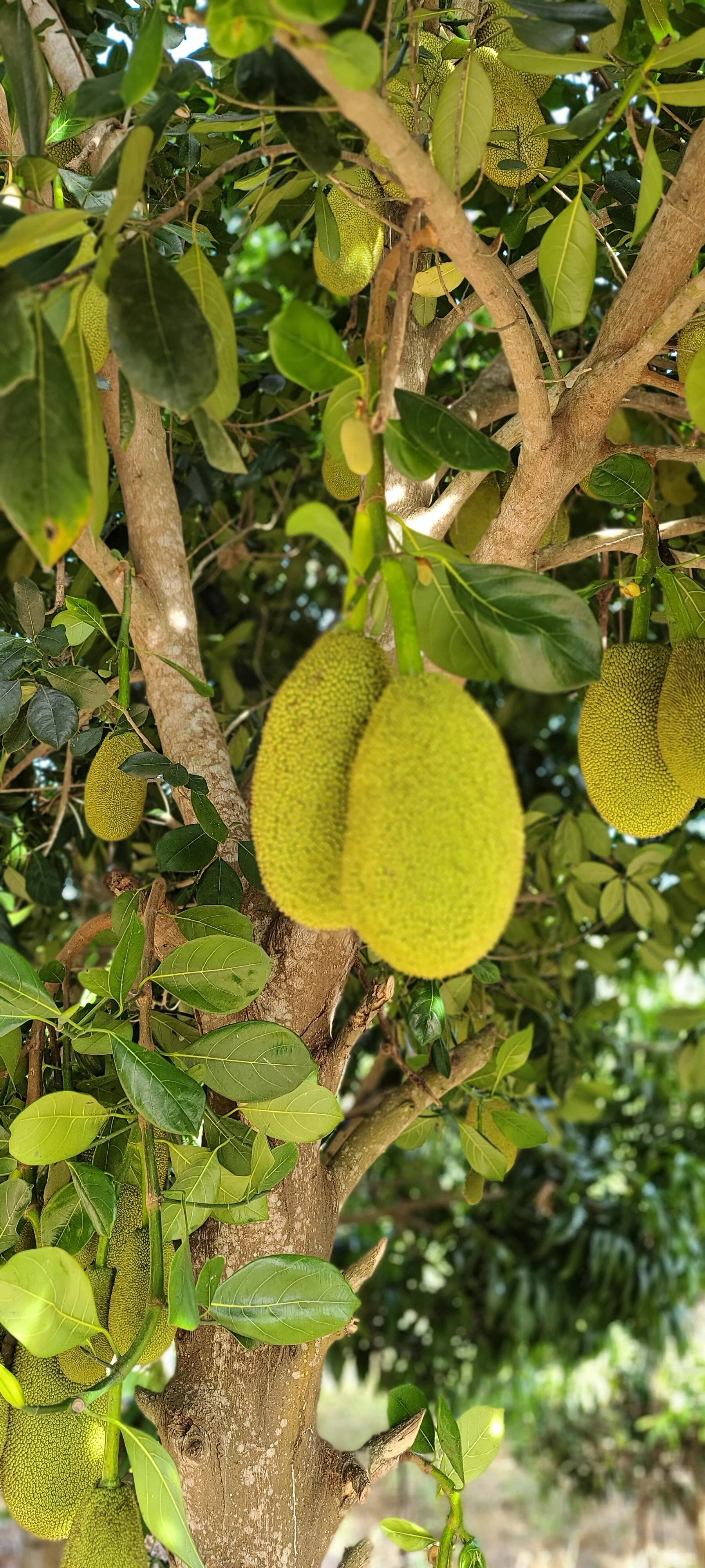 Alvarez Farms