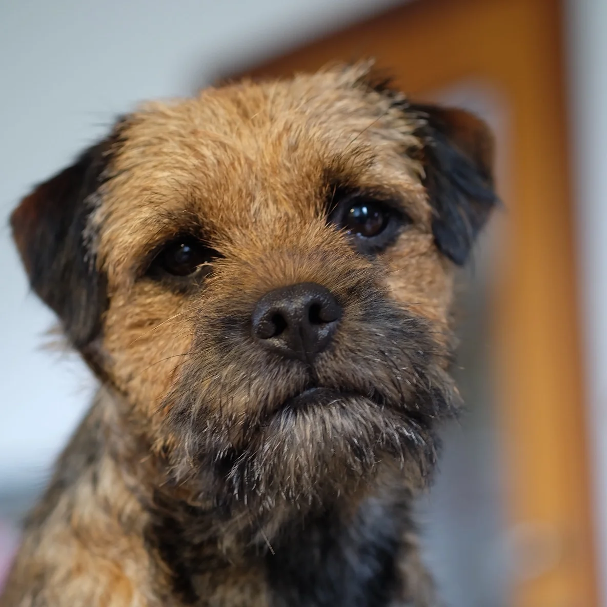 Blog - Be Pushki's Border Terriër