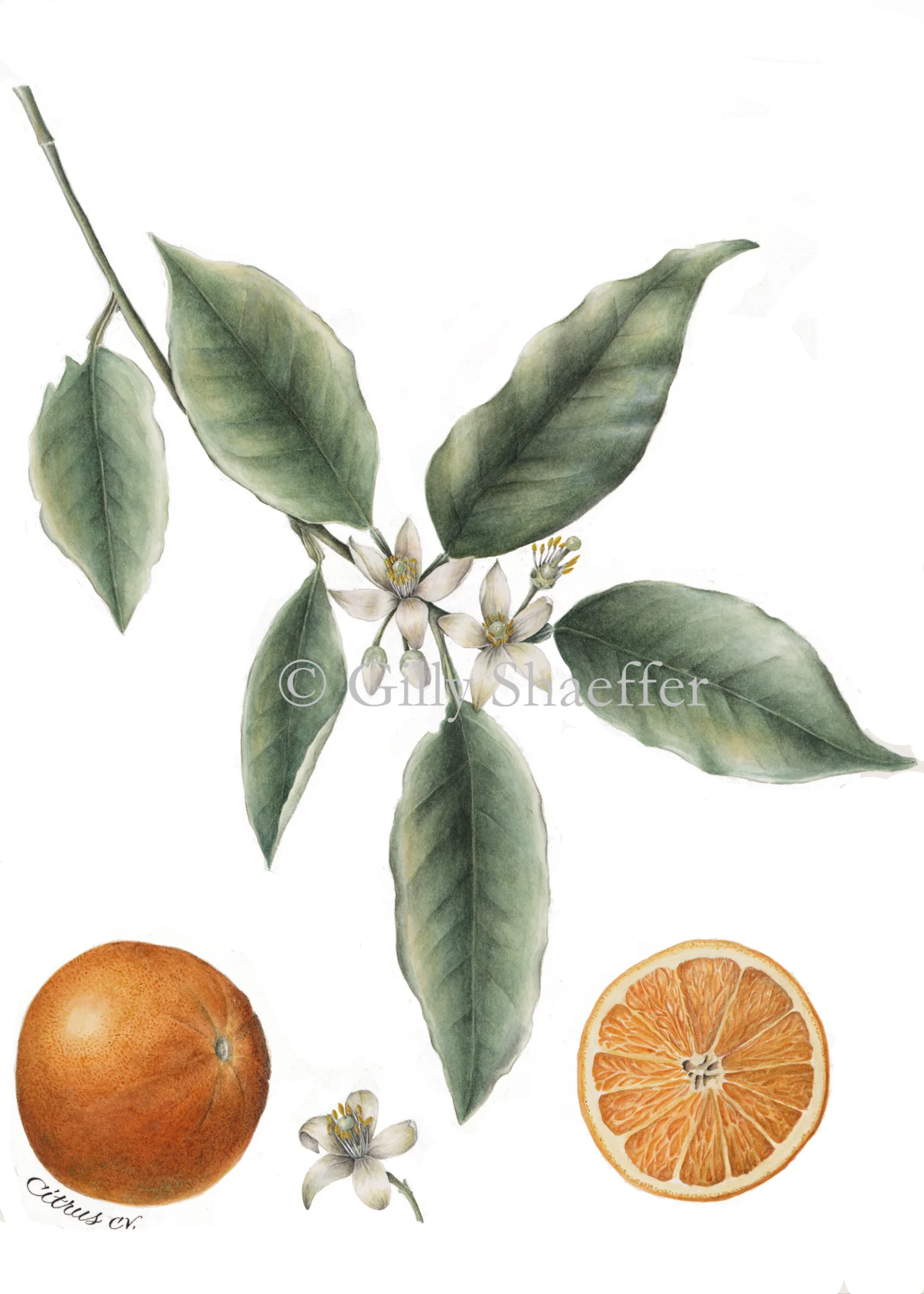 Orange Blossom Botanical Illustration