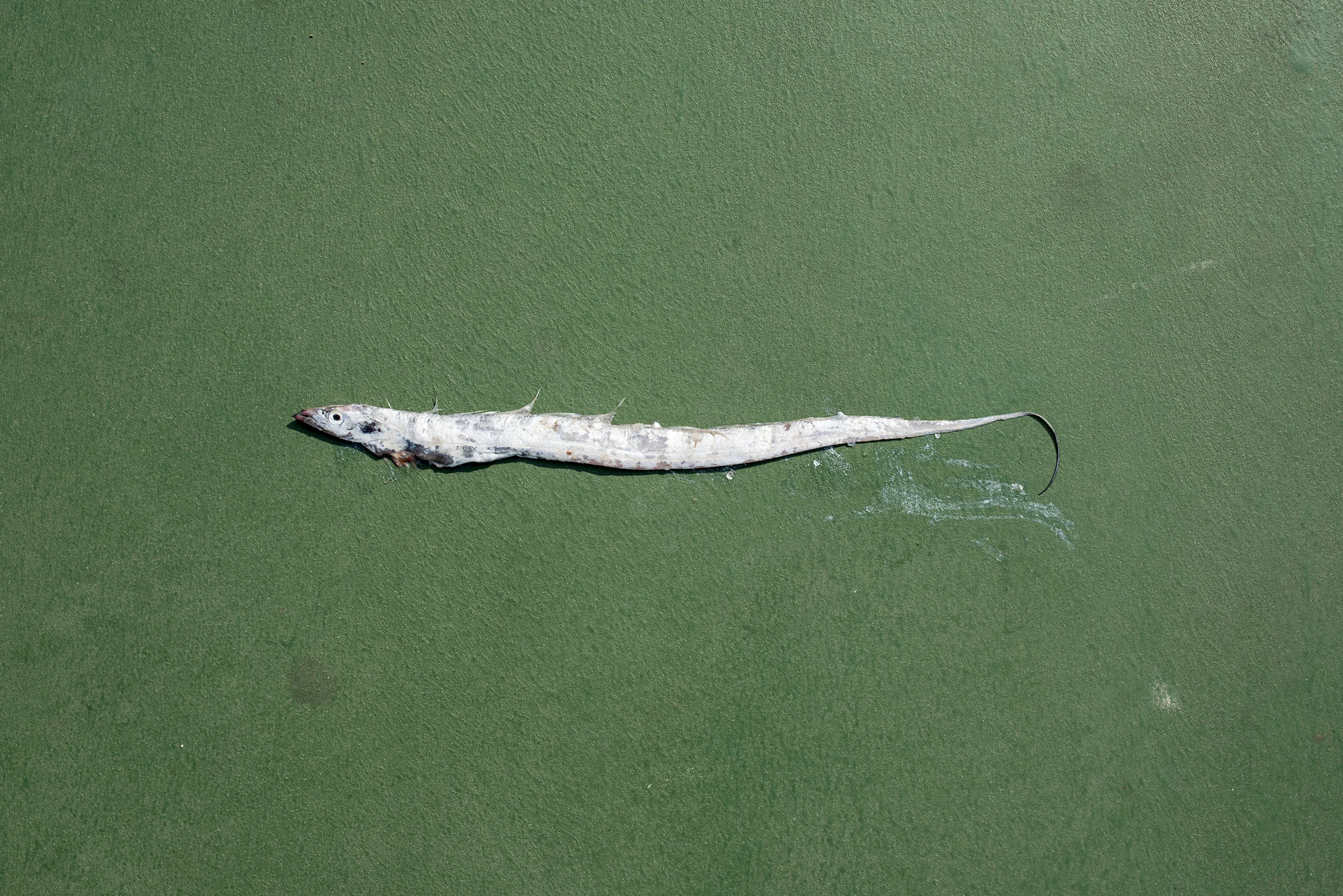 The Ecological Footprint of Fish — Chow and Lin