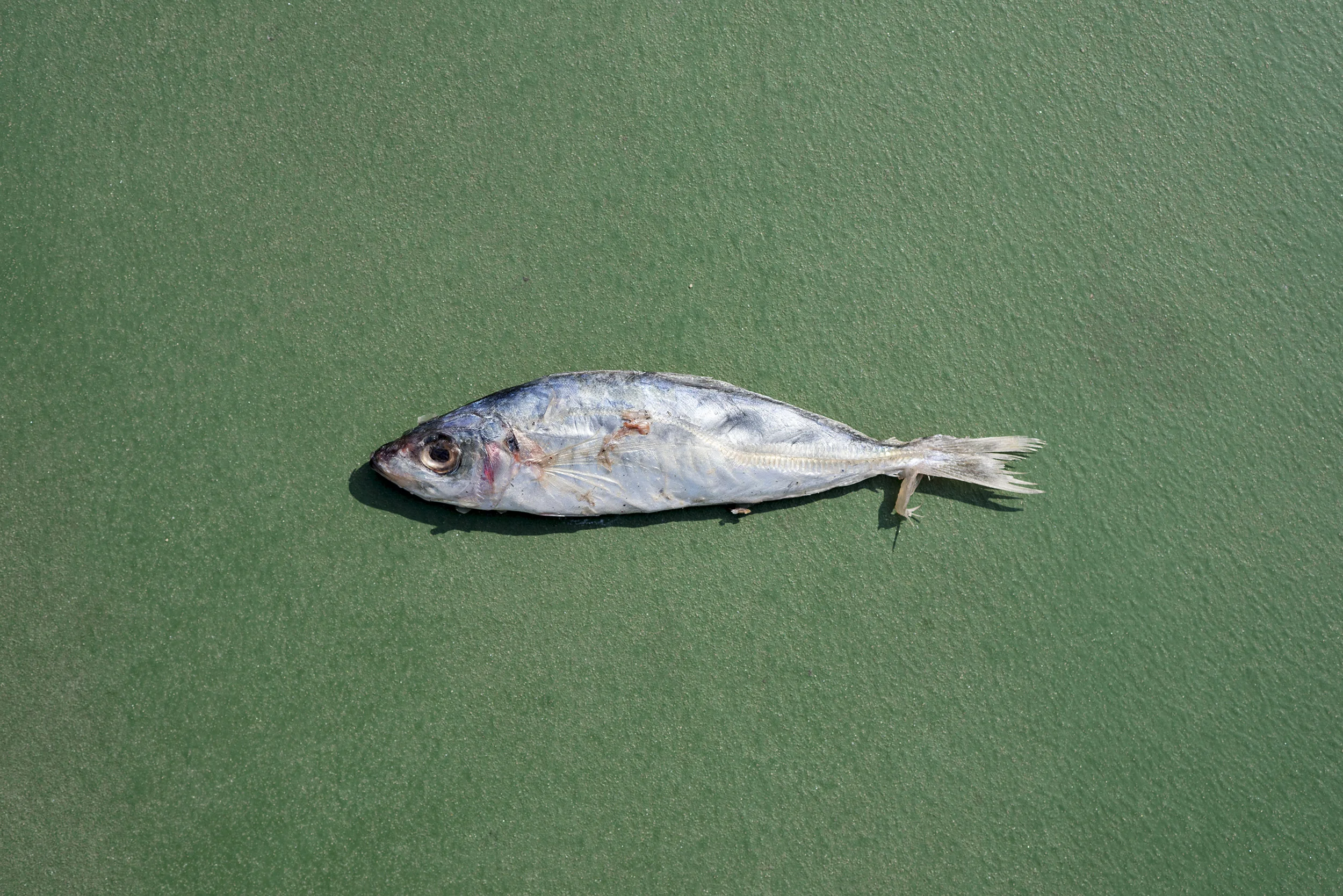 The Ecological Footprint of Fish — Chow and Lin