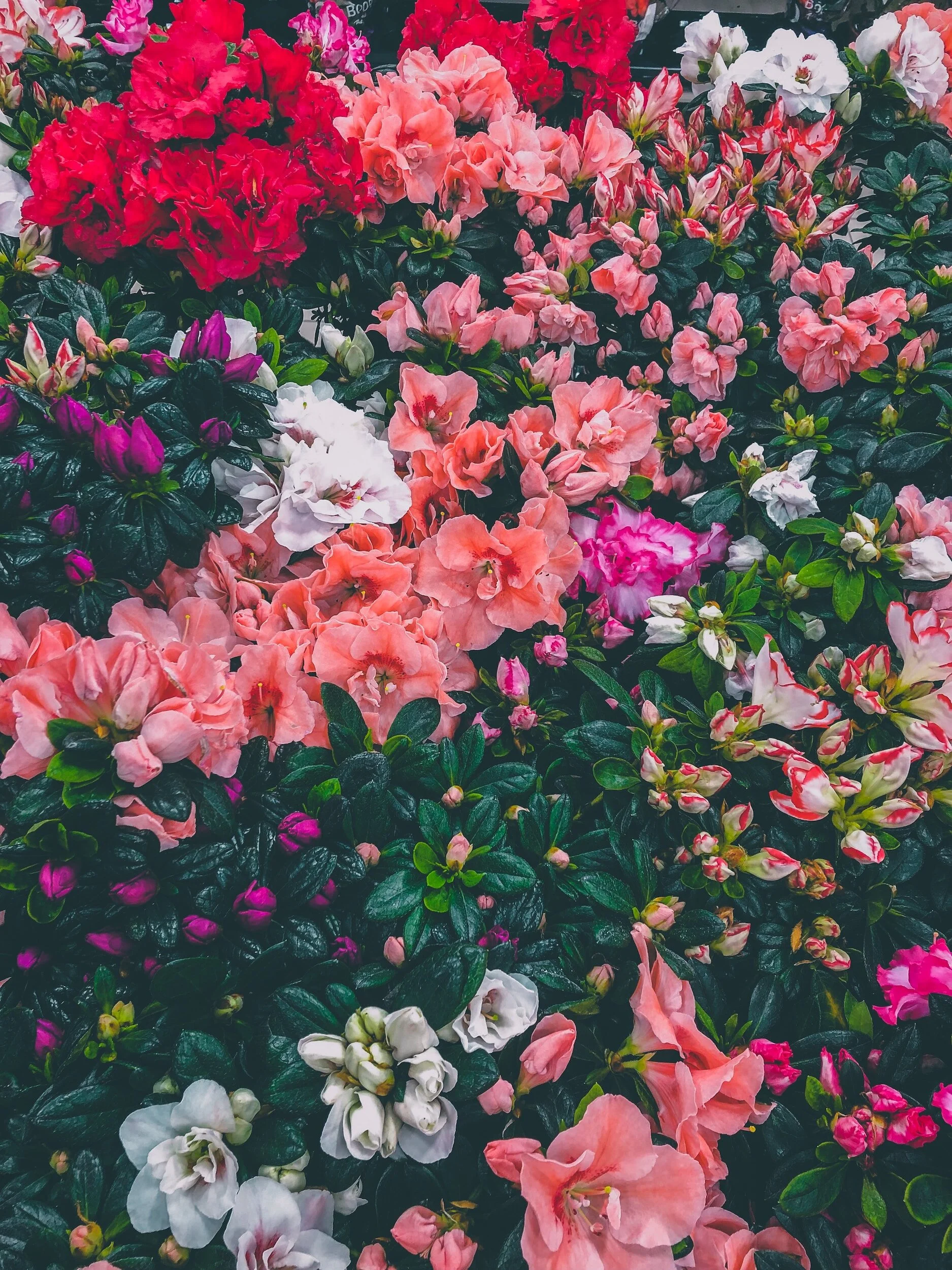 Living The Enchanted Life | Flower Essences | Home Energy Clearing ...