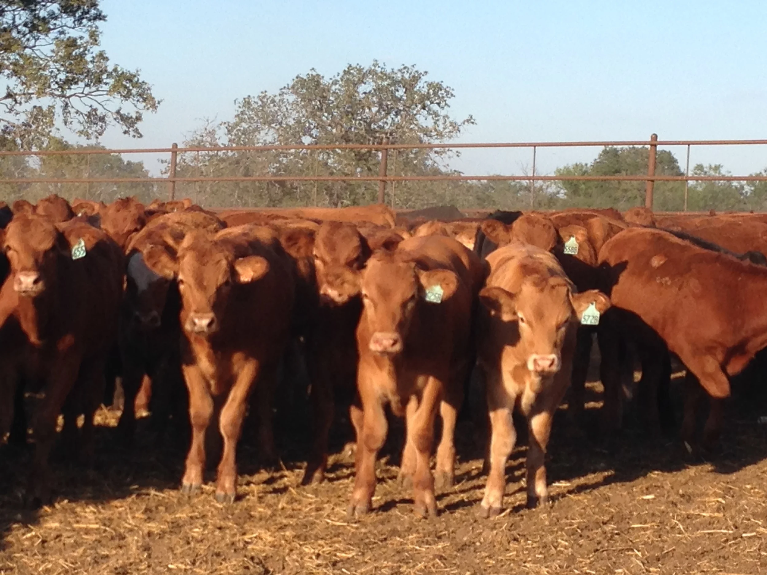 Purebred Akaushi, Texas Red Wagyu Cattle - Bulls, Semen Straws, Cows ...