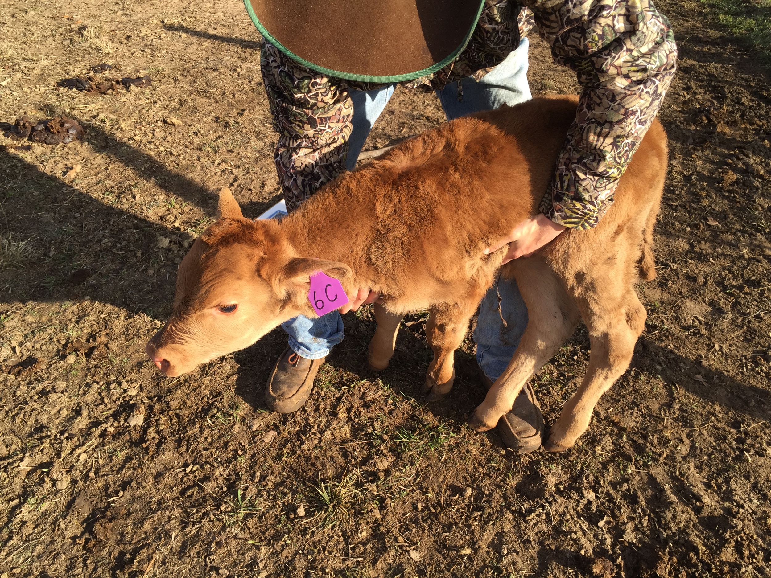 Purebred Akaushi, Texas Red Wagyu Cattle - Bulls, Semen Straws, Cows ...