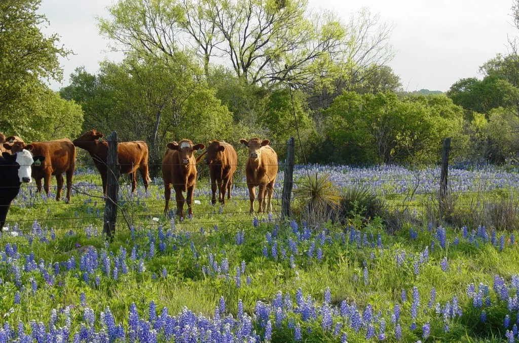 Purebred Akaushi, Texas Red Wagyu Cattle - Bulls, Semen Straws, Cows ...