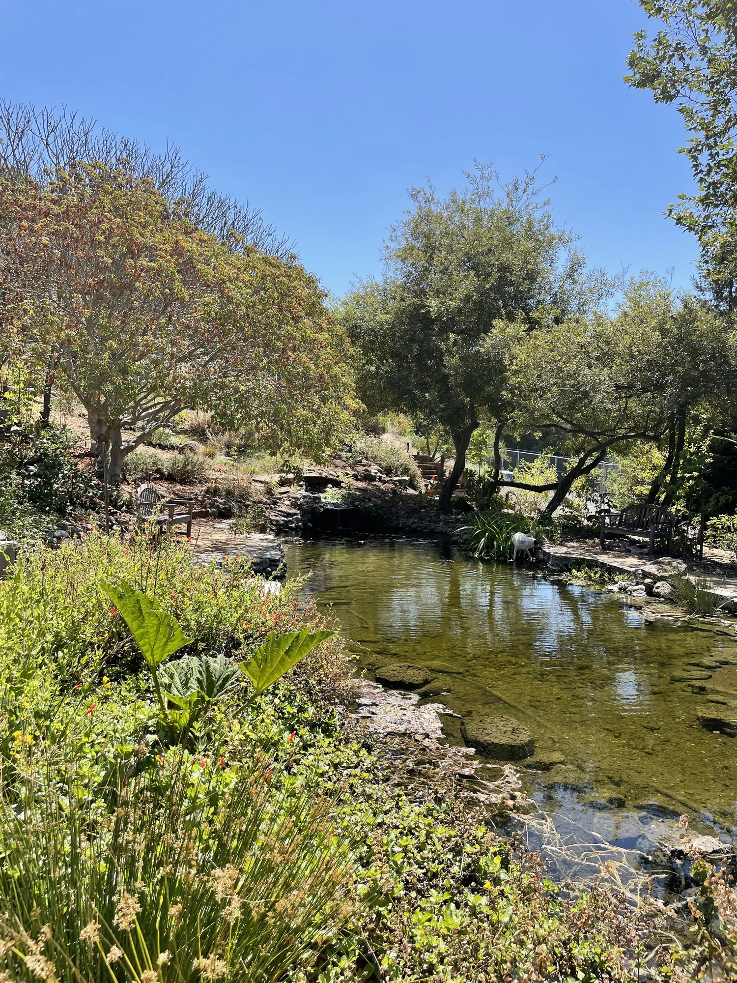 California Tree Palette — Green Schoolyards America