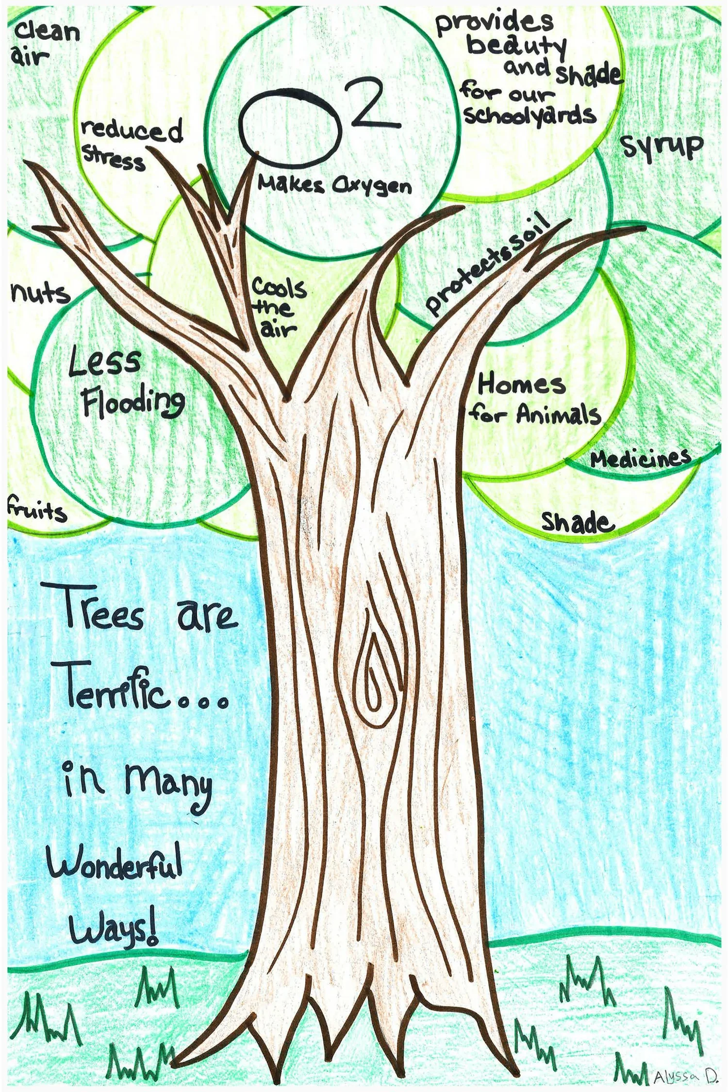 Appreciating Trees — Green Schoolyards America