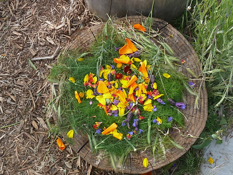 Plants for Outdoor Learning and Play — Green Schoolyards America