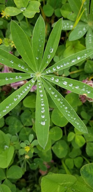 Plants for Outdoor Learning and Play — Green Schoolyards America
