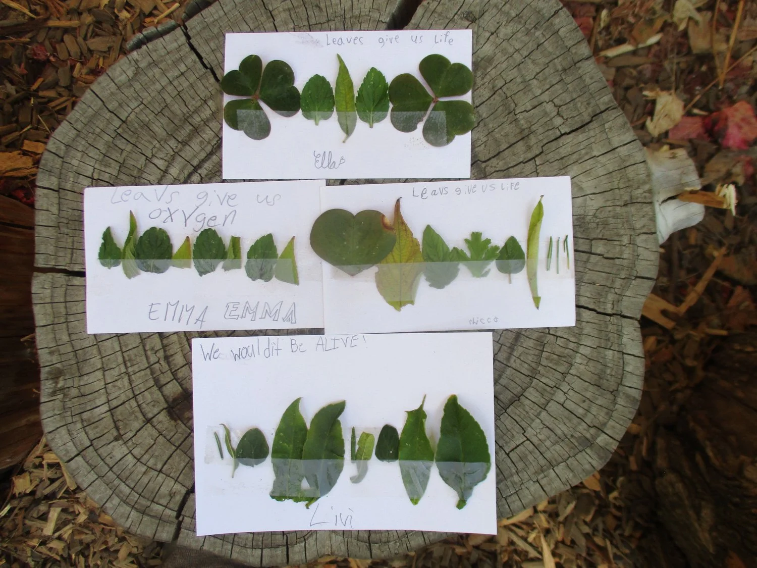 K-5 Forest Lessons — Green Schoolyards America