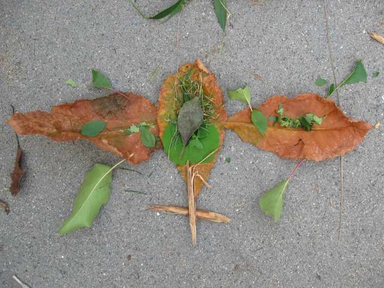 K-5 Forest Lessons — Green Schoolyards America