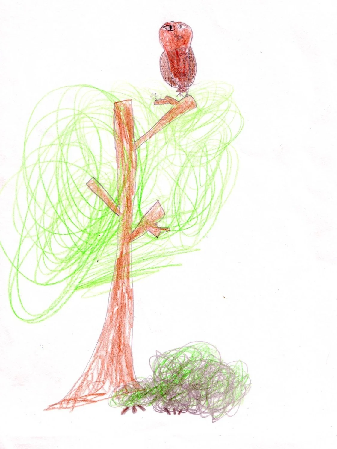 K-5 Forest Lessons — Green Schoolyards America