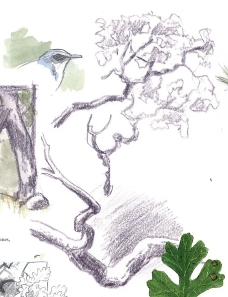 Adopt a Tree — Green Schoolyards America