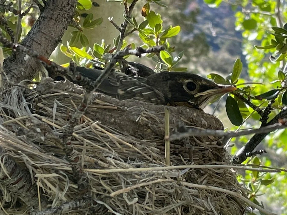 Appreciating Trees — Green Schoolyards America