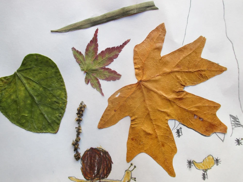 K-5 Forest Lessons — Green Schoolyards America