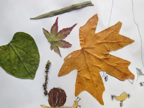 K-5 Forest Lessons — Green Schoolyards America