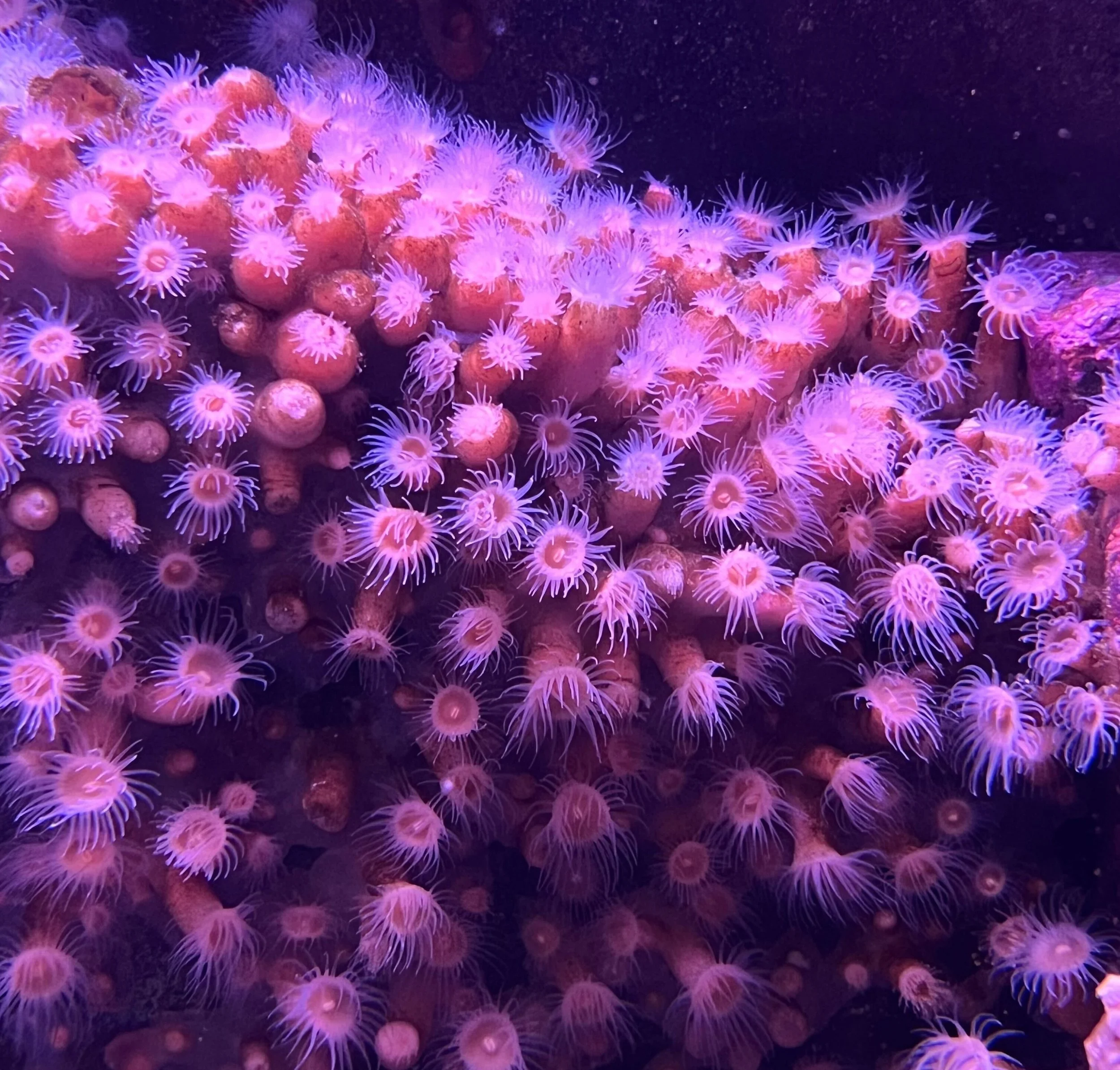 Shaw Centre for the Salish Sea — A Dive into the Intricate World of ...