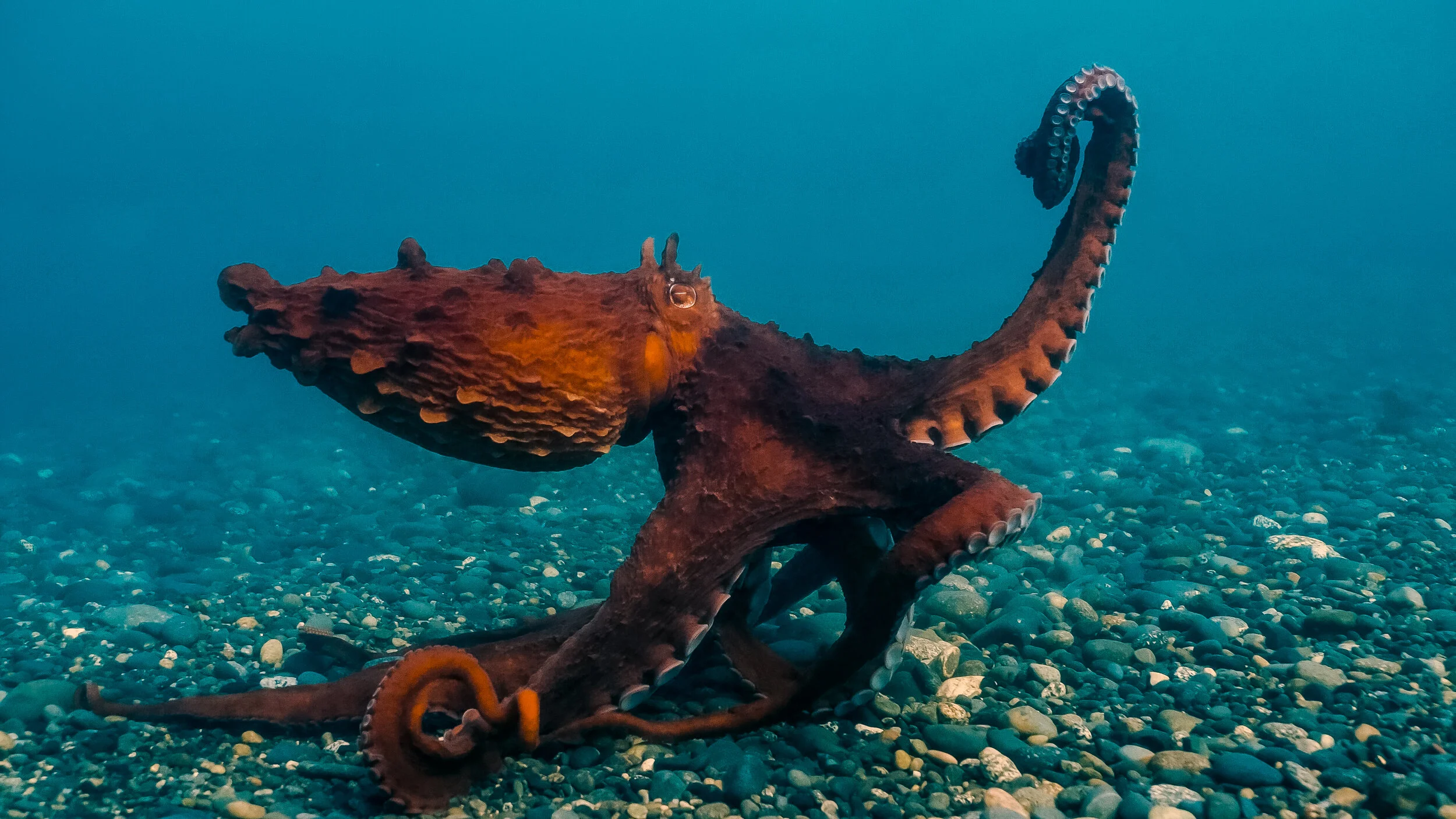 Shaw Centre for the Salish Sea — Releasing Henry!