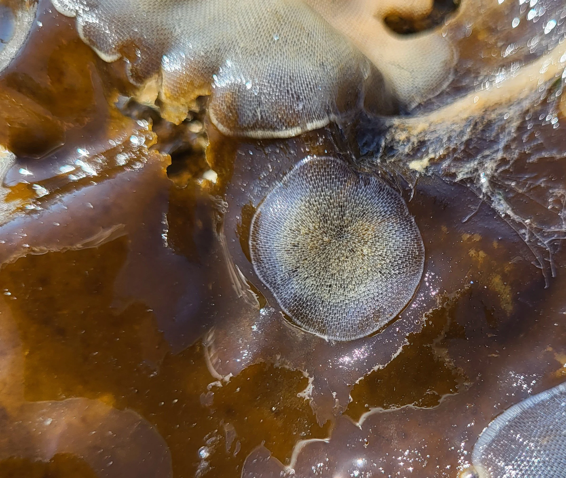 Shaw Centre for the Salish Sea — A Dive into the Intricate World of ...