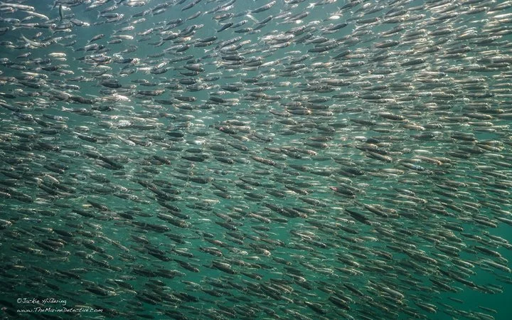 Shaw Centre for the Salish Sea — Forage Fish: The Energy of the Salish Sea