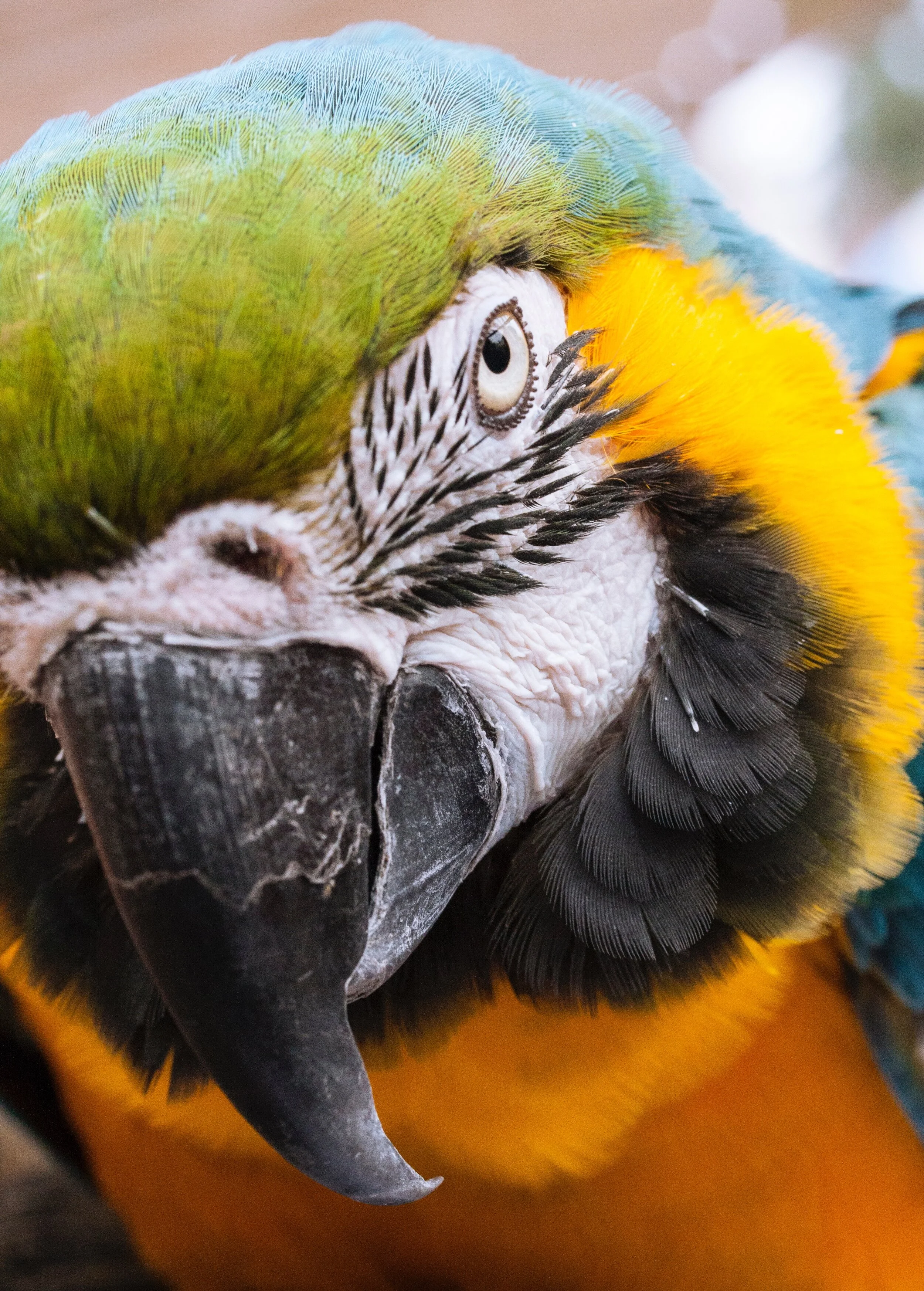 The Parrot - A French Folktale — The Folktale Project